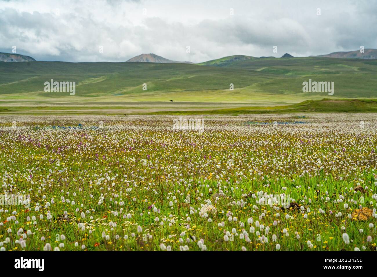 Wild flowers tibetan plateau tibet hi-res stock photography and images ...