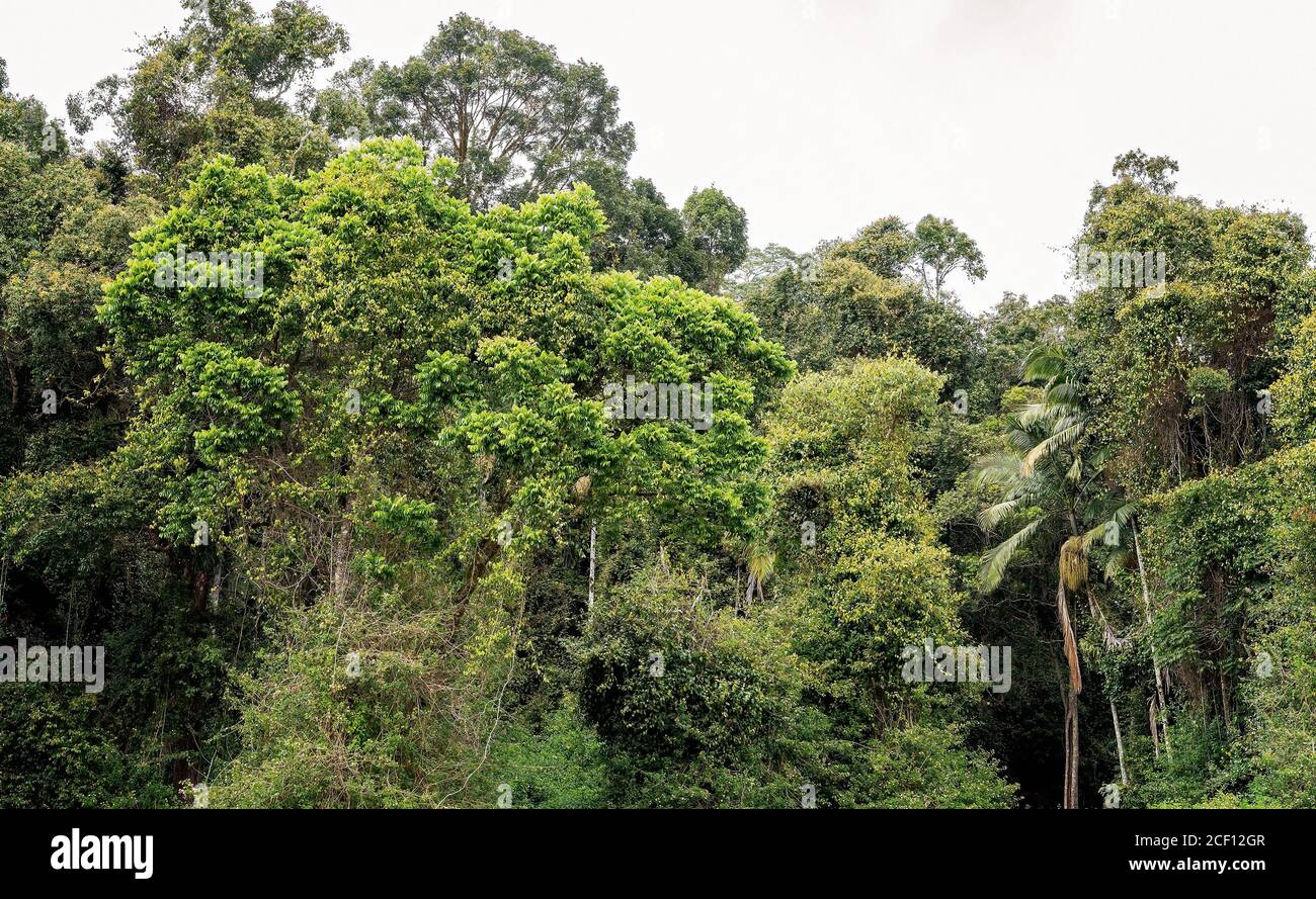 Tropical Rainforest Canopy Trees High Resolution Stock Photography and ...