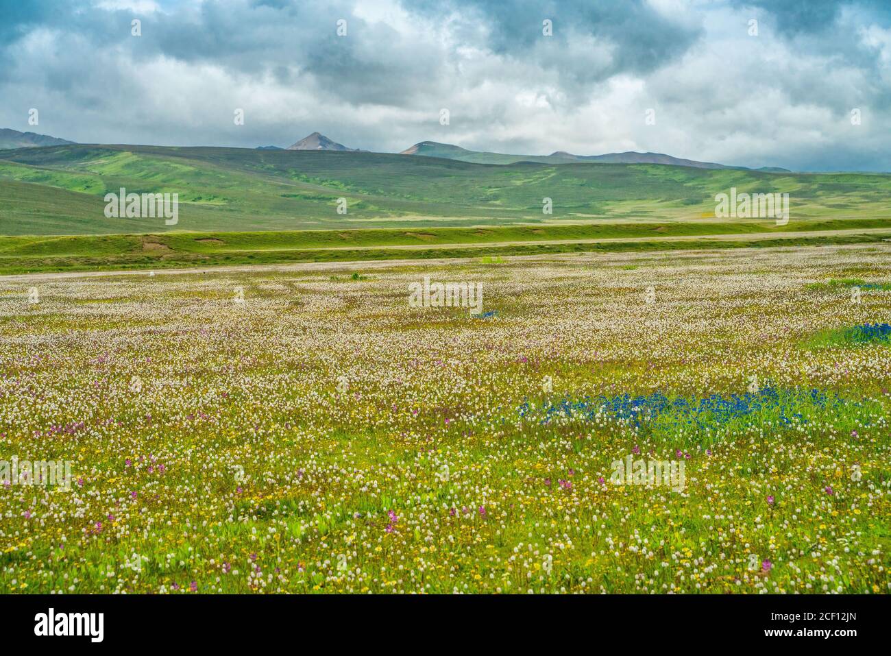 Wild flowers tibetan plateau tibet hi-res stock photography and images ...