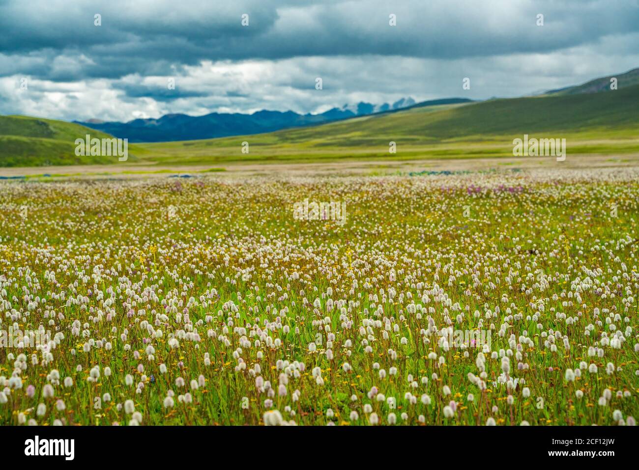 Wild flowers tibetan plateau tibet hi-res stock photography and images ...