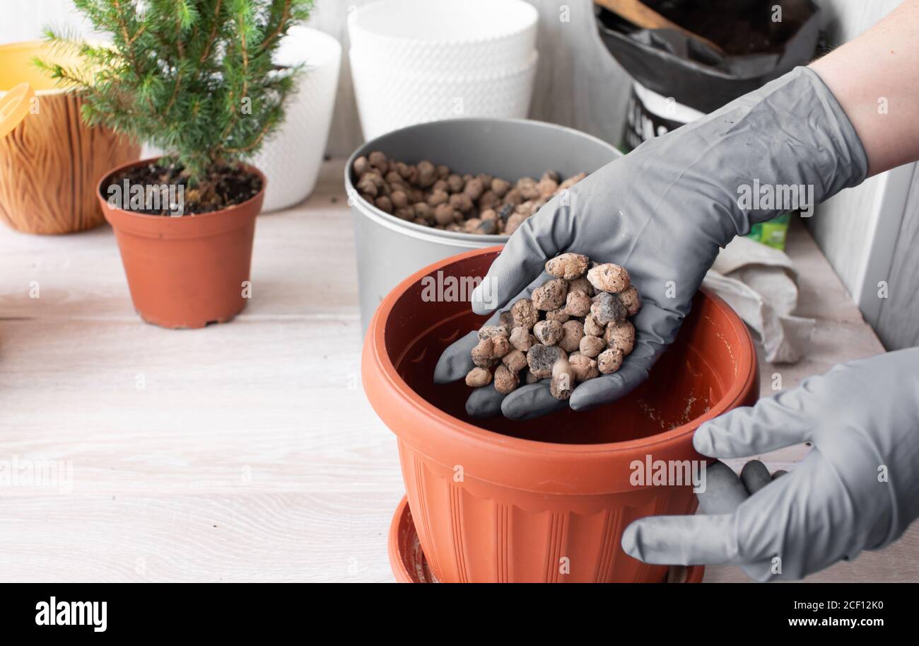 Planting home plants indoors. Hands of a young woman planting in flower ...