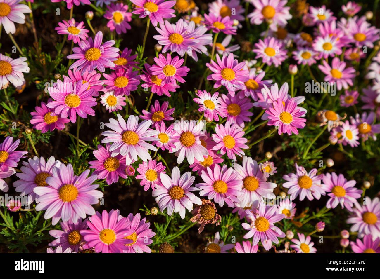 Colorful Margaret flower background.,Daisy Stock Photo - Alamy