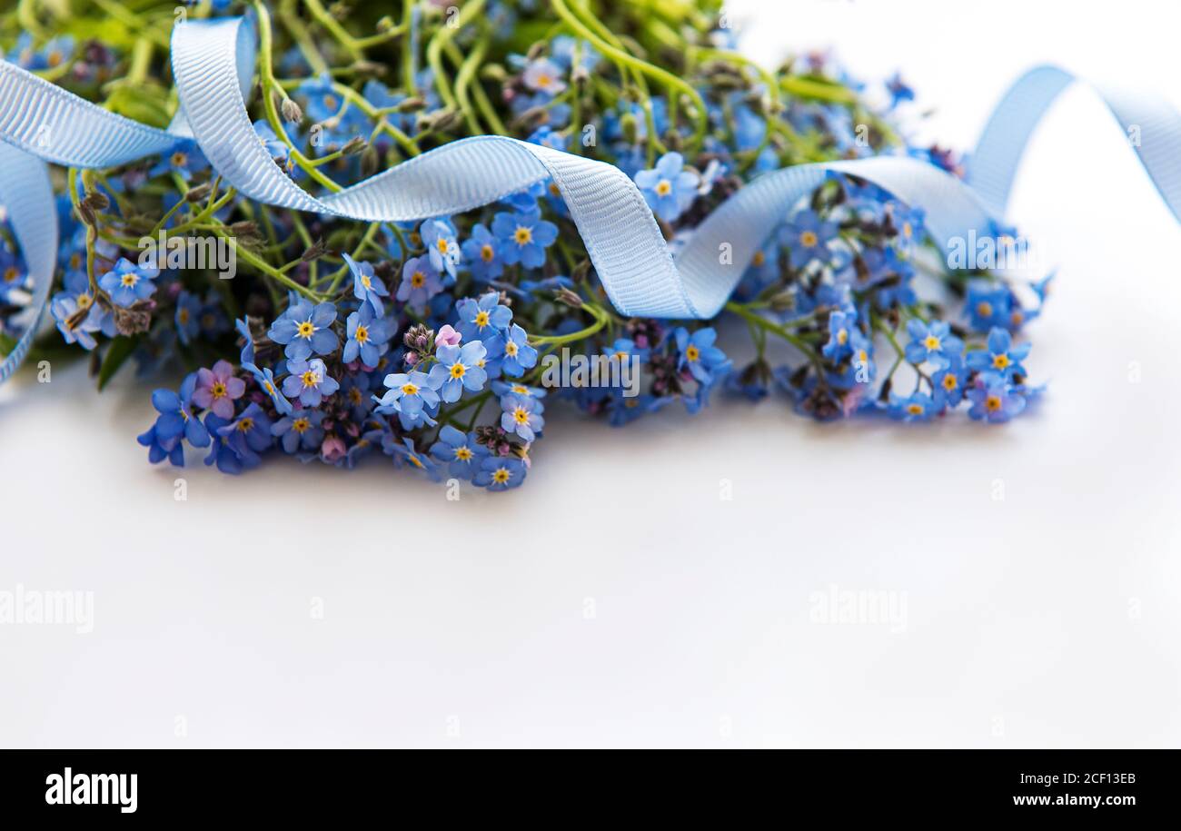 Forget-me-not flowers with blue ribbon isolated on white background ...