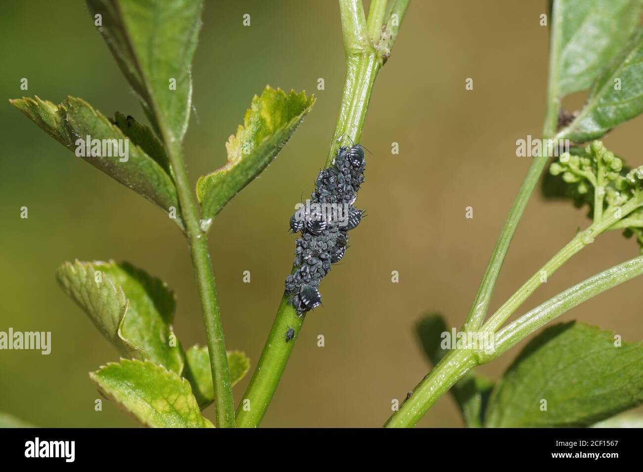 Many aphids on a young stem of an elder (Sambucus nigra). Probably ...