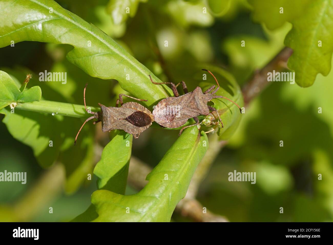 Mating dock bugs on dock leaf hi-res stock photography and images - Alamy