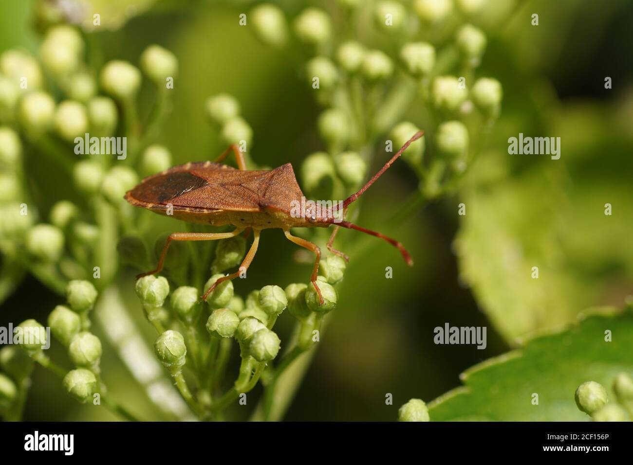 Box bug (Gonocerus acuteangulatus), family Coreidae on a leaf of an ...
