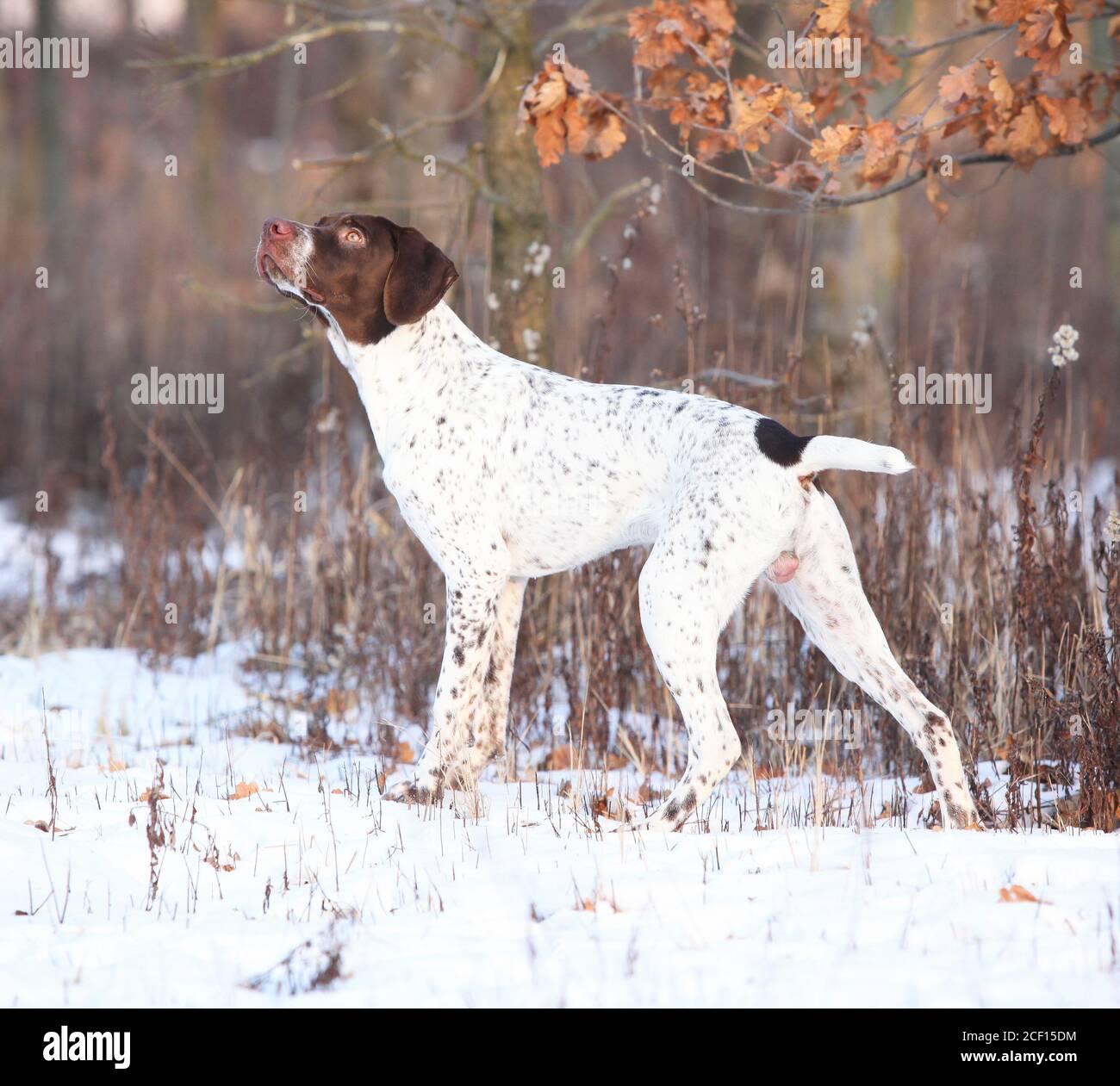 Amazing French Pointing Dog standing in winter Stock Photo - Alamy