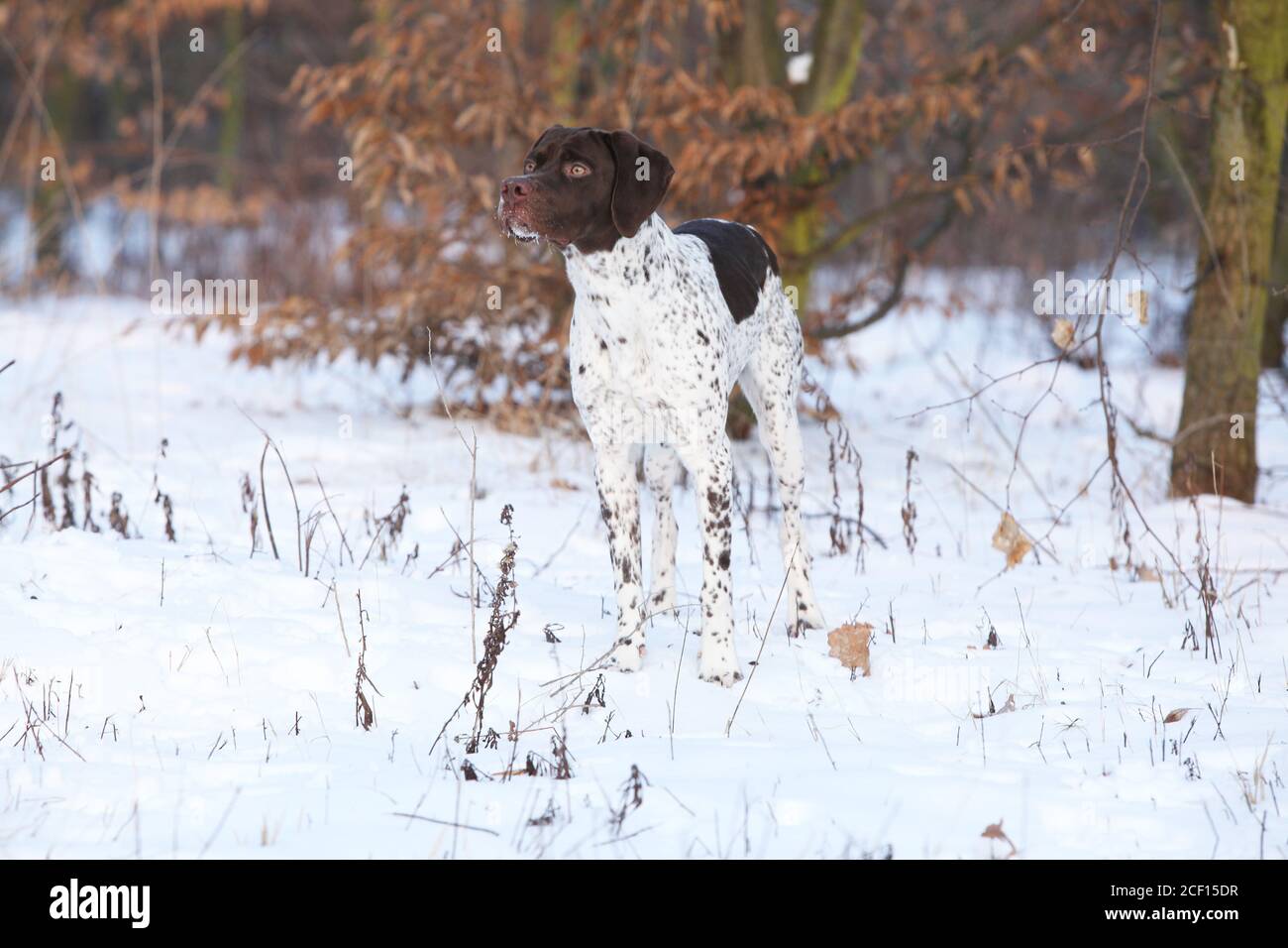 Amazing French Pointing Dog standing in winter Stock Photo - Alamy