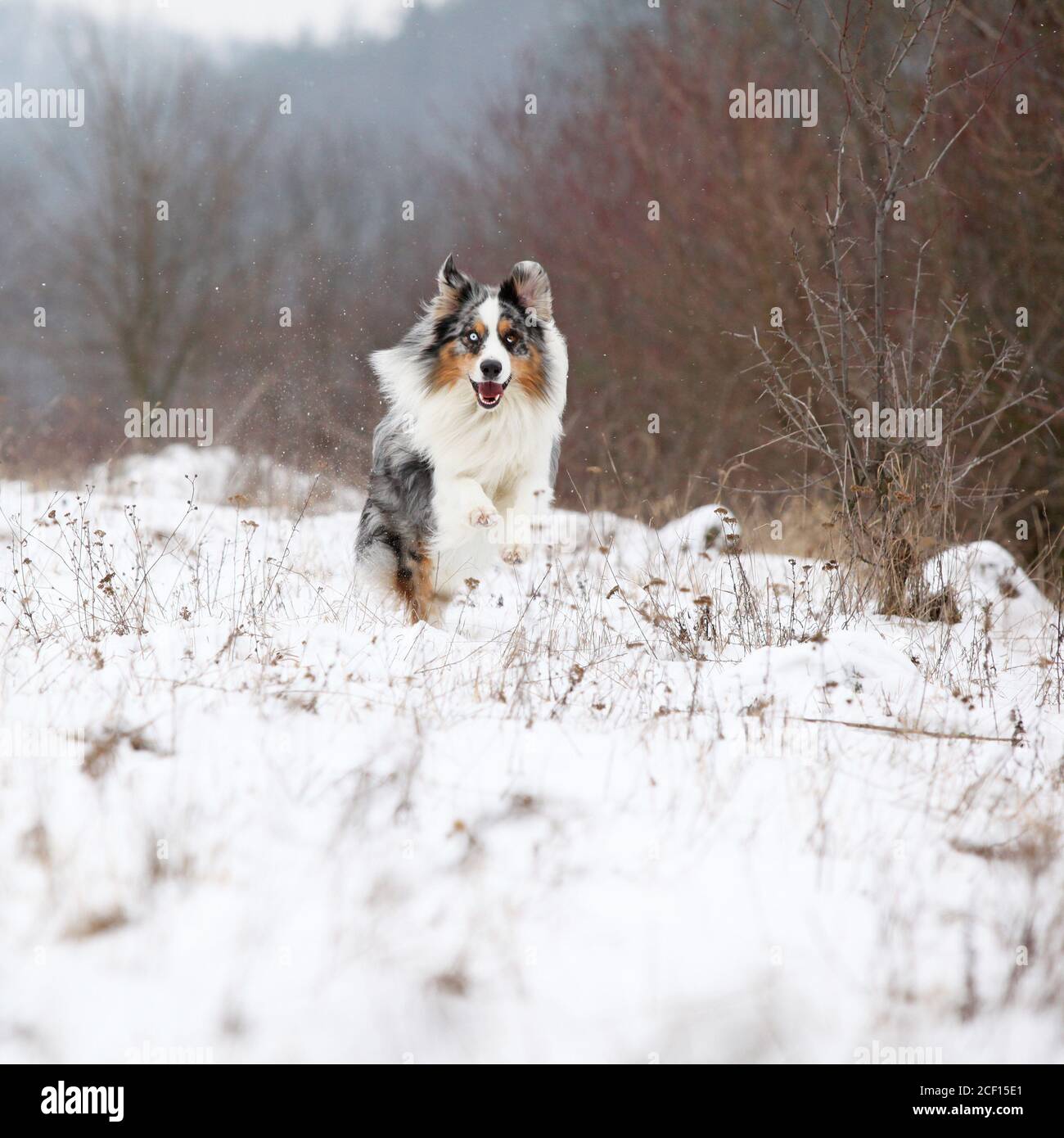 Beautiful australian shepherd hi-res stock photography and images - Alamy