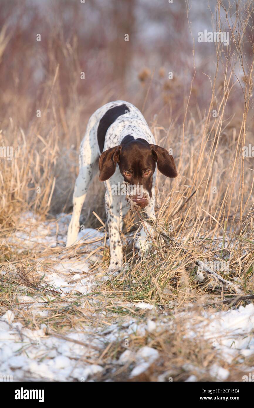 Beautiful French Pointing Dog playing in winter Stock Photo - Alamy