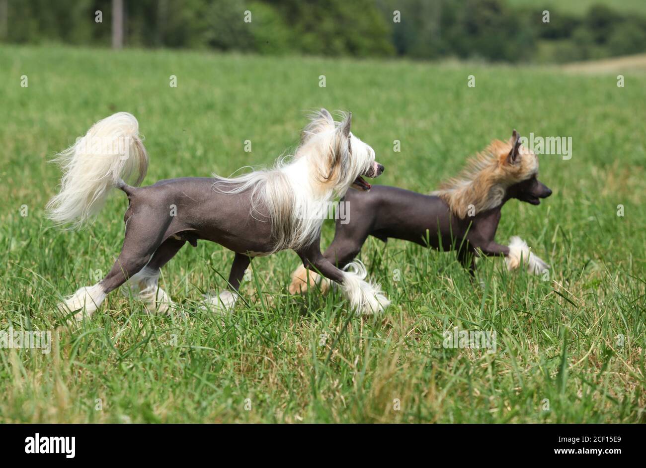 Chinese crested dogs hi-res stock photography and images - Alamy