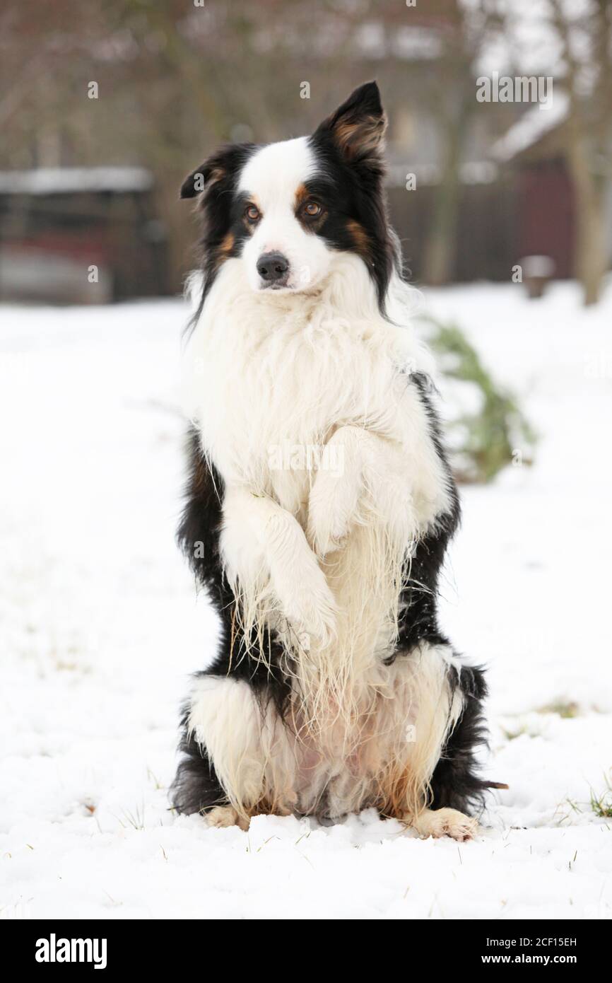 Nice Border collie begging in the snow Stock Photo - Alamy