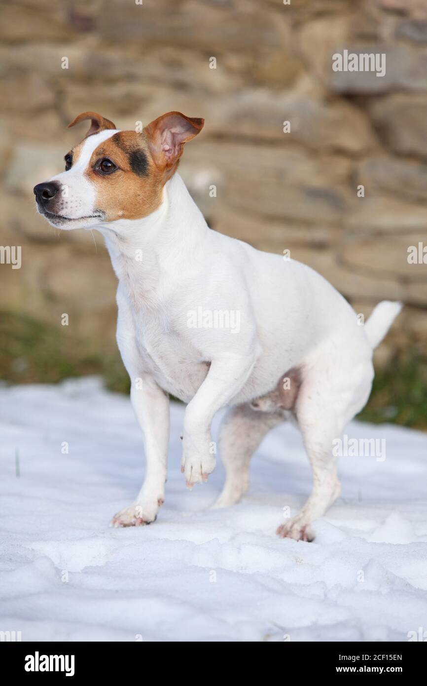 Portrait of Jack russell terrier in winter Stock Photo - Alamy