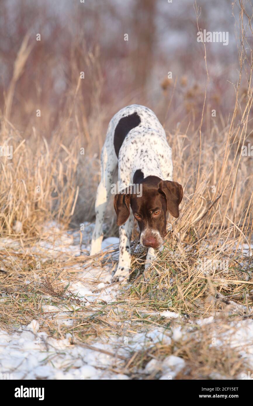 Beautiful French Pointing Dog playing in winter Stock Photo - Alamy