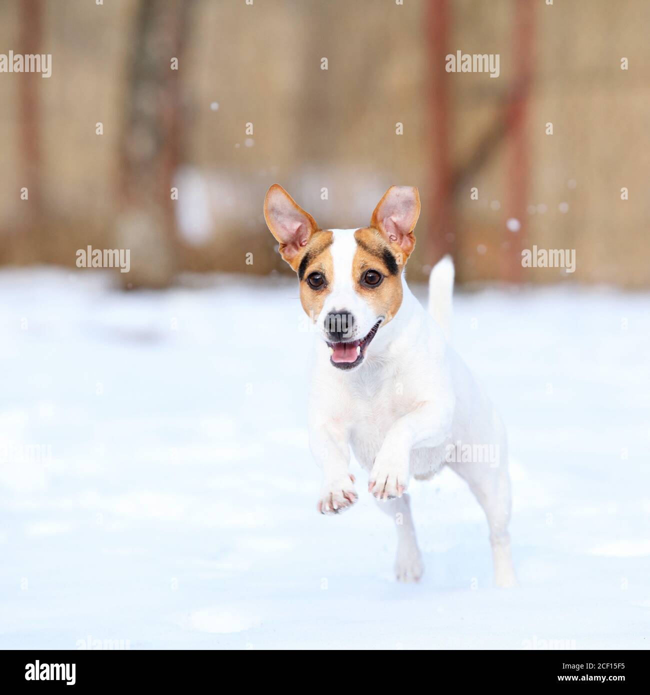 Adorable jack russell terrier jumping in winter Stock Photo - Alamy