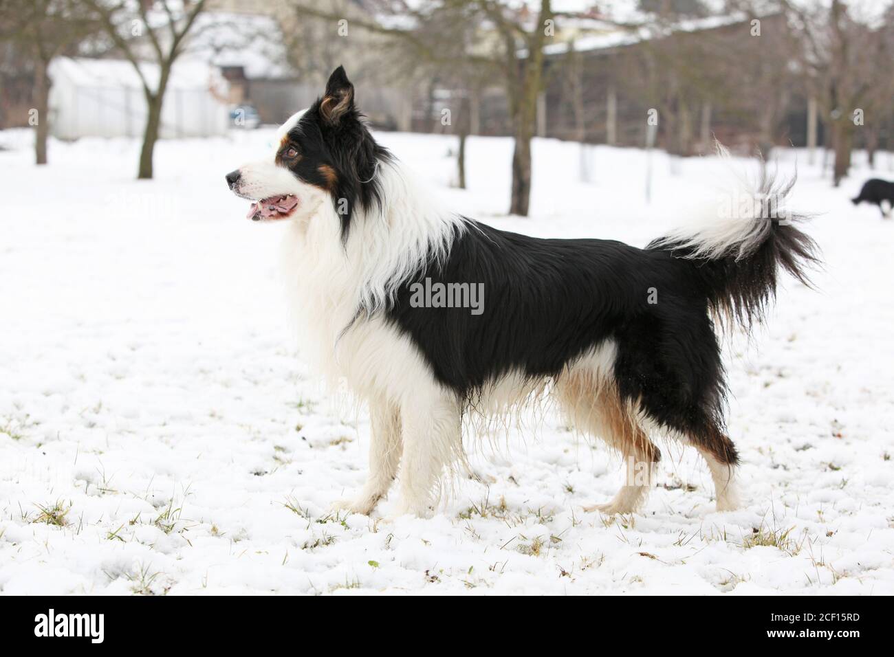 Amazing Border collie standing in the snow Stock Photo - Alamy