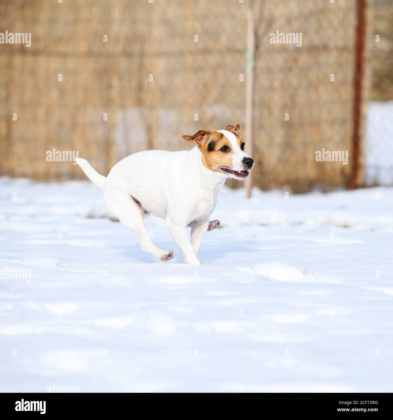 Nice white Jack russell terrier moving in winter Stock Photo - Alamy