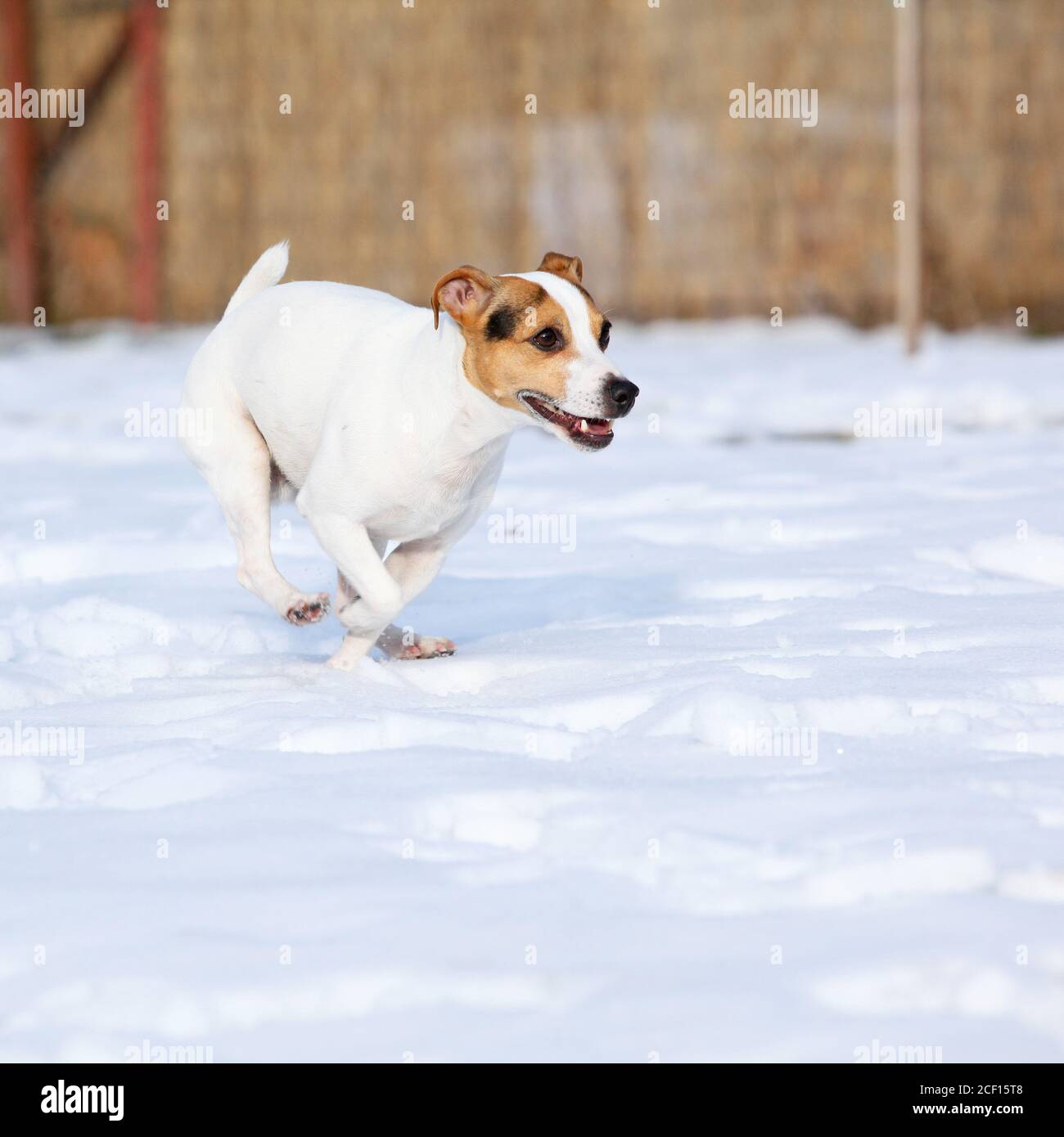 Nice white Jack russell terrier moving in winter Stock Photo - Alamy