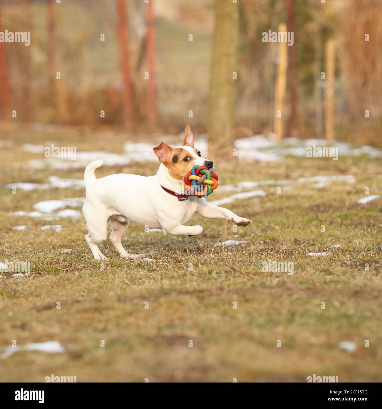 Nice white Jack russell terrier moving in winter Stock Photo - Alamy
