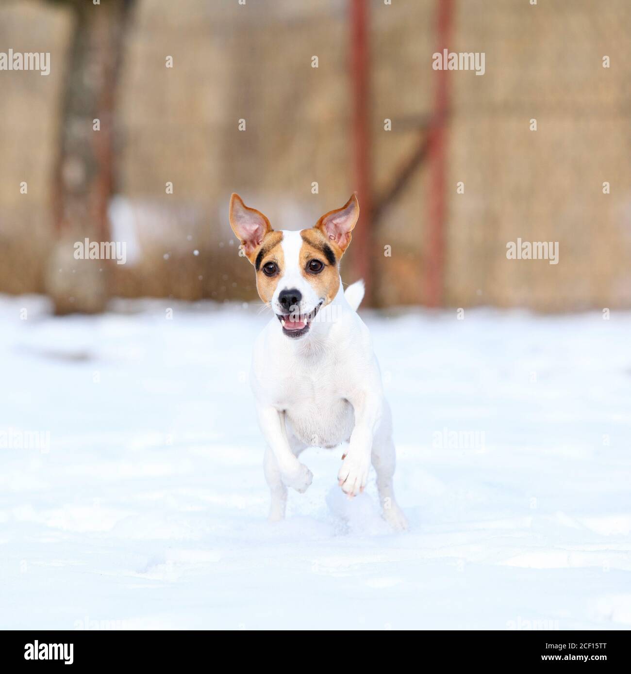 Adorable jack russell terrier jumping in winter Stock Photo - Alamy