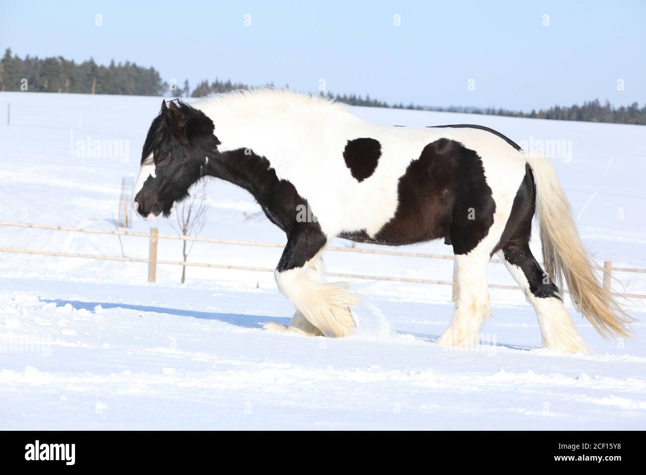 Amazing stallion of irish cob running alone in winter Stock Photo - Alamy