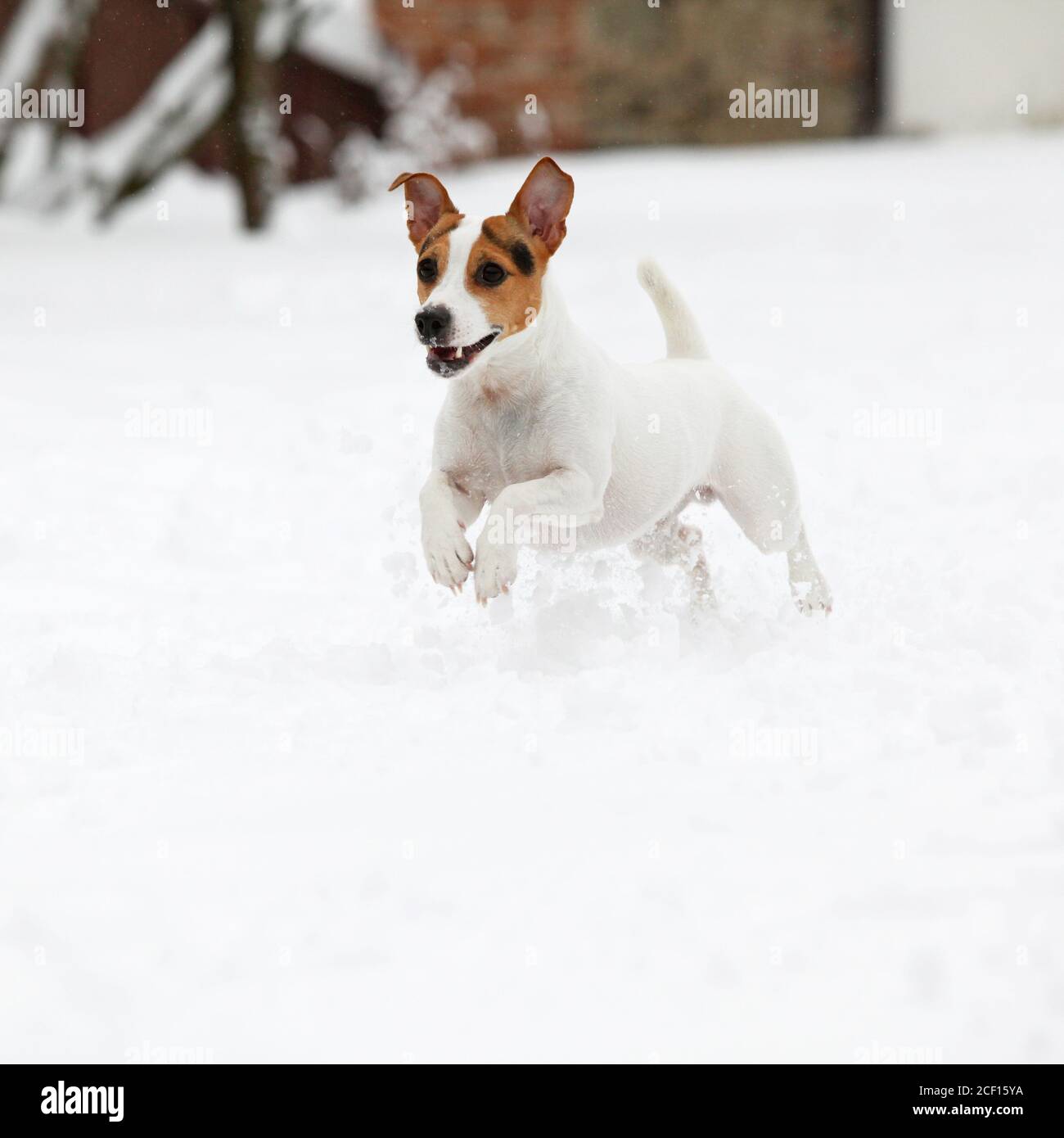Adorable jack russell terrier jumping in winter Stock Photo - Alamy