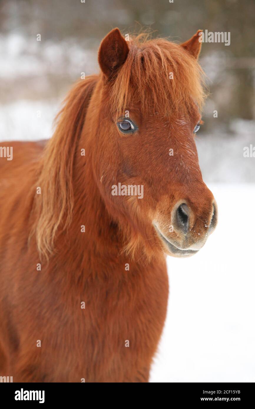 Beautiful chestnut pony standing in the snow in winter Stock Photo - Alamy