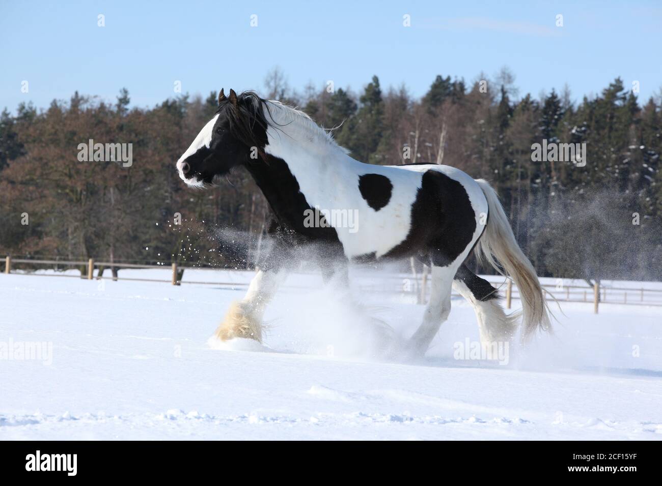 Amazing stallion of irish cob running alone in winter Stock Photo - Alamy