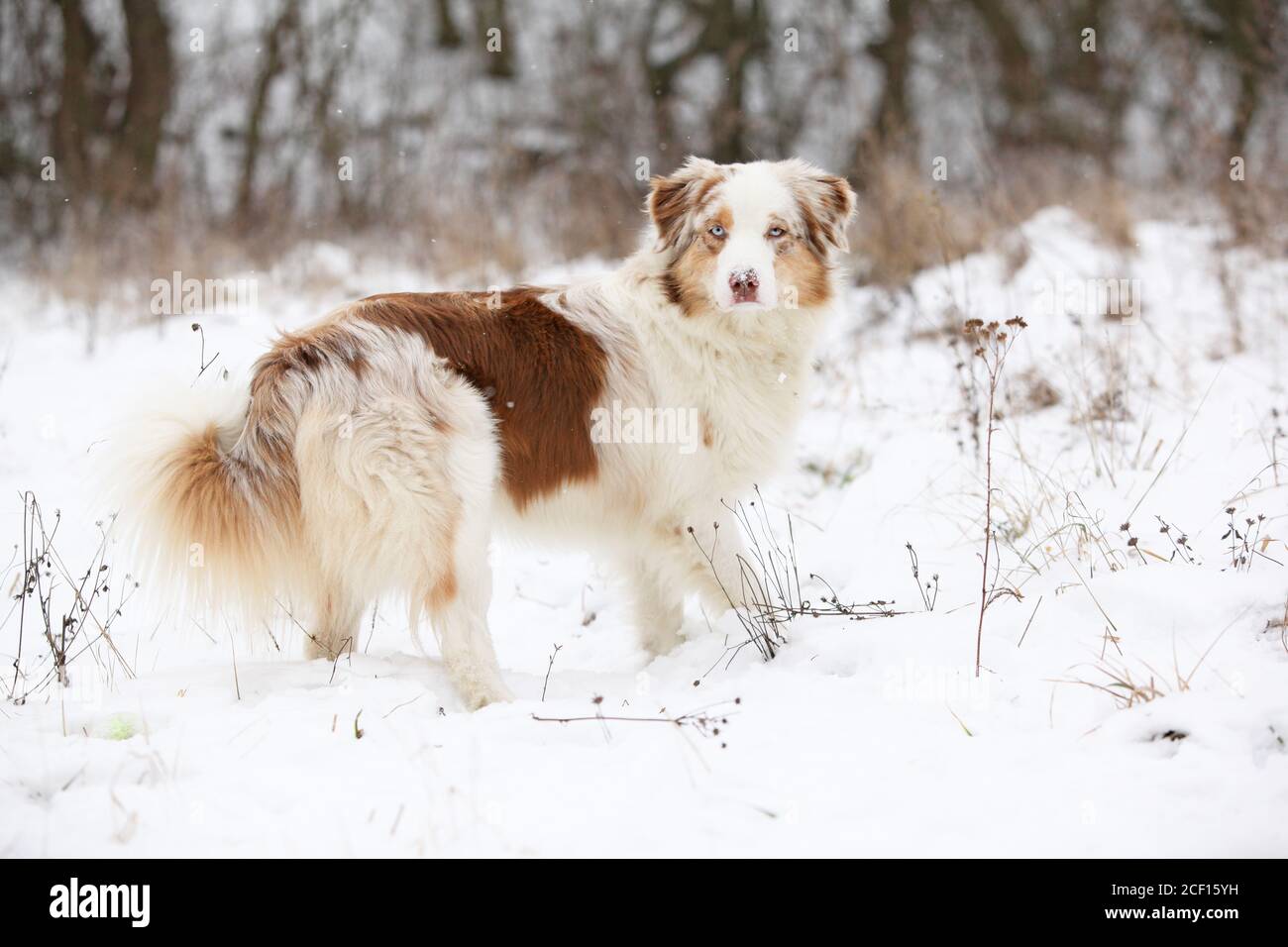 Beautiful Australian shepherd moving in winter Stock Photo - Alamy