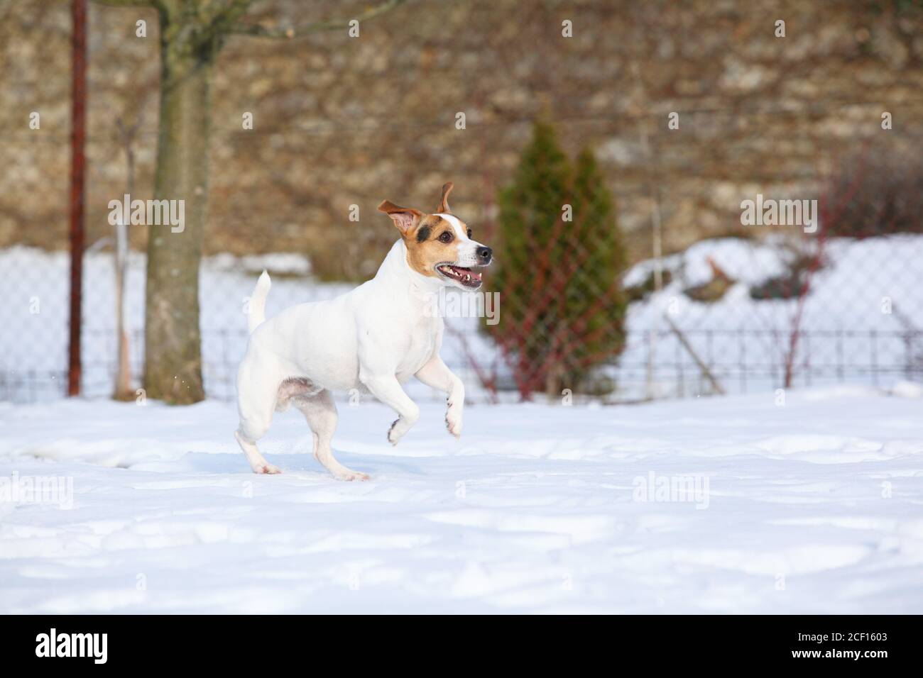 Nice white Jack russell terrier moving in winter Stock Photo - Alamy