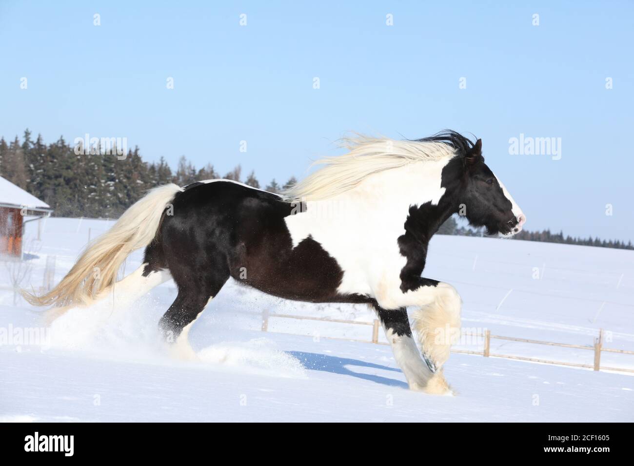 Amazing stallion of irish cob running alone in winter Stock Photo - Alamy