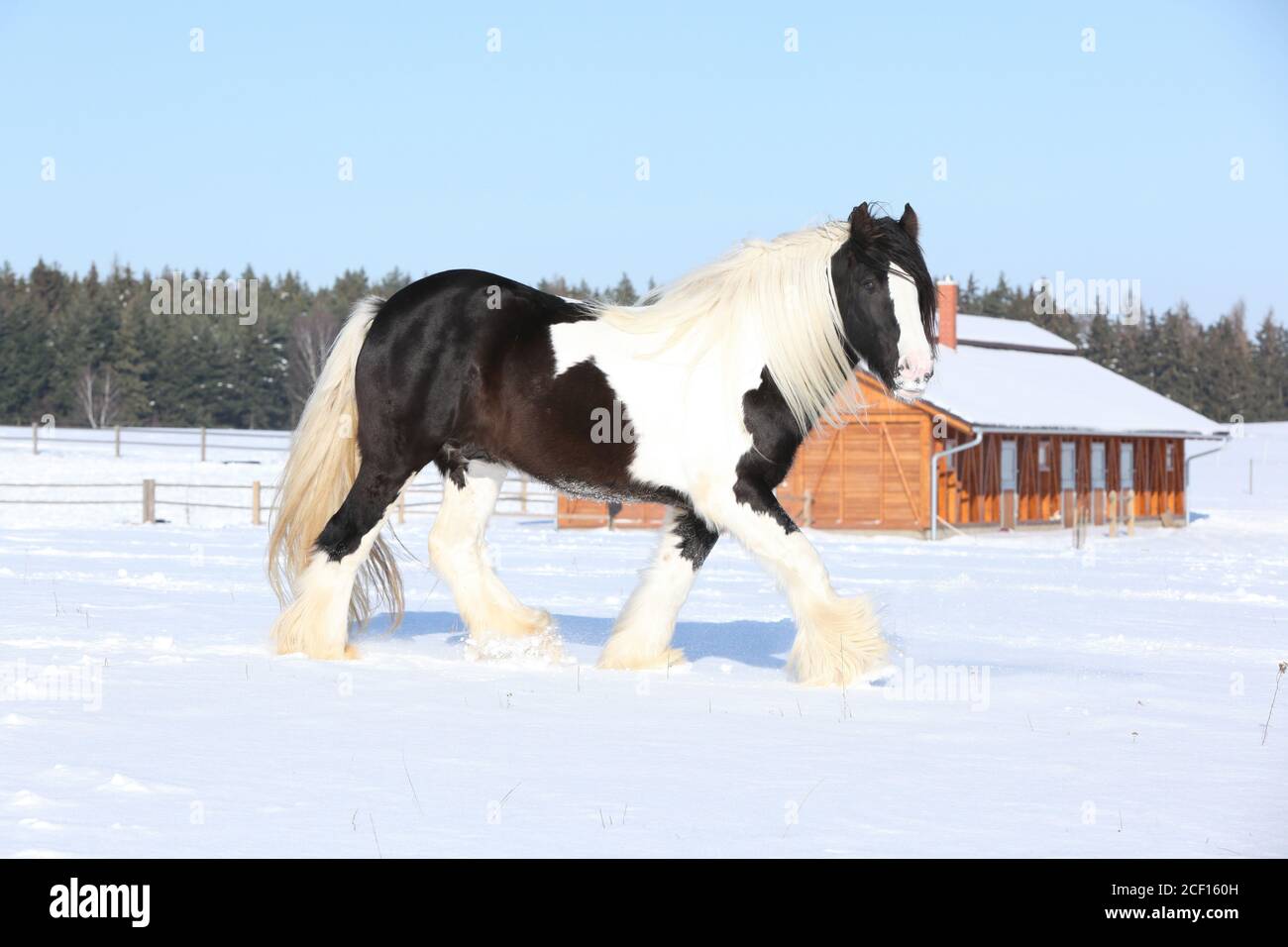 Amazing stallion of irish cob running alone in winter Stock Photo - Alamy
