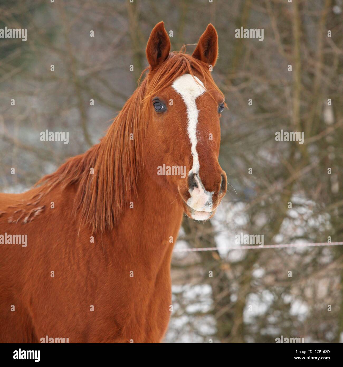 Beautiful young chestnut horse standing hi-res stock photography and ...