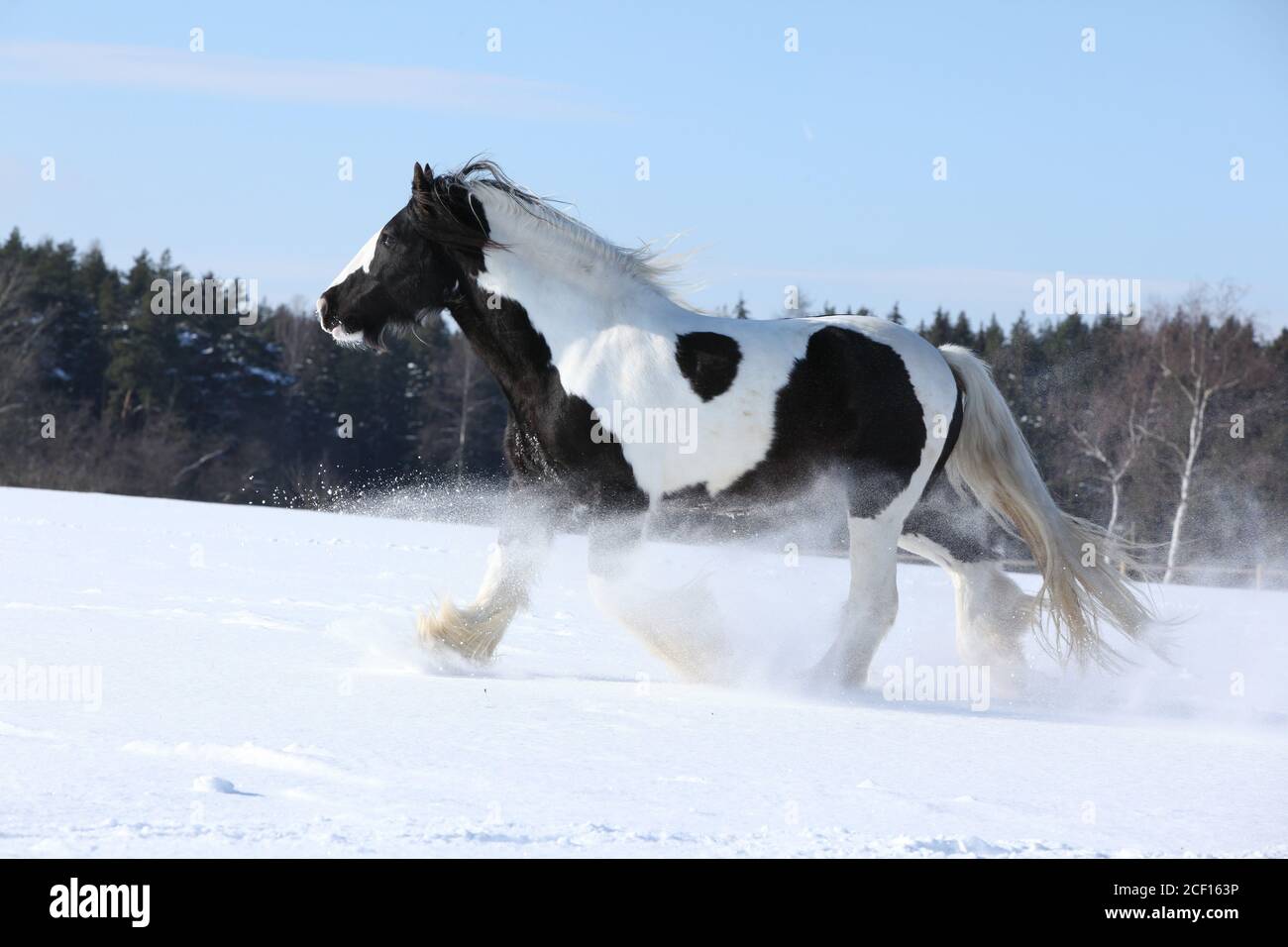 Amazing stallion of irish cob running alone in winter Stock Photo - Alamy