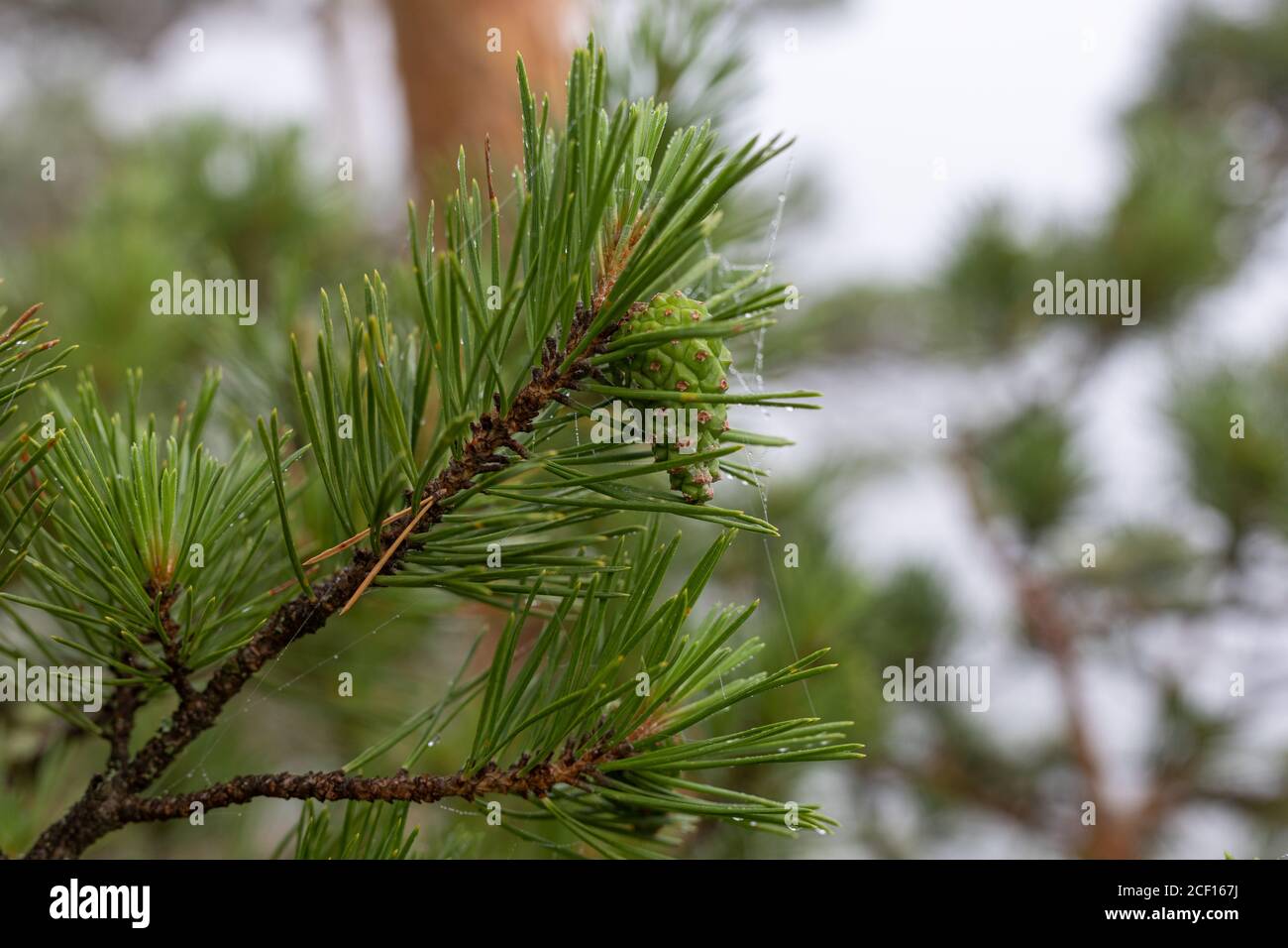 Green pine cones on branch of pinus pinaster tree Stock Photo - Alamy
