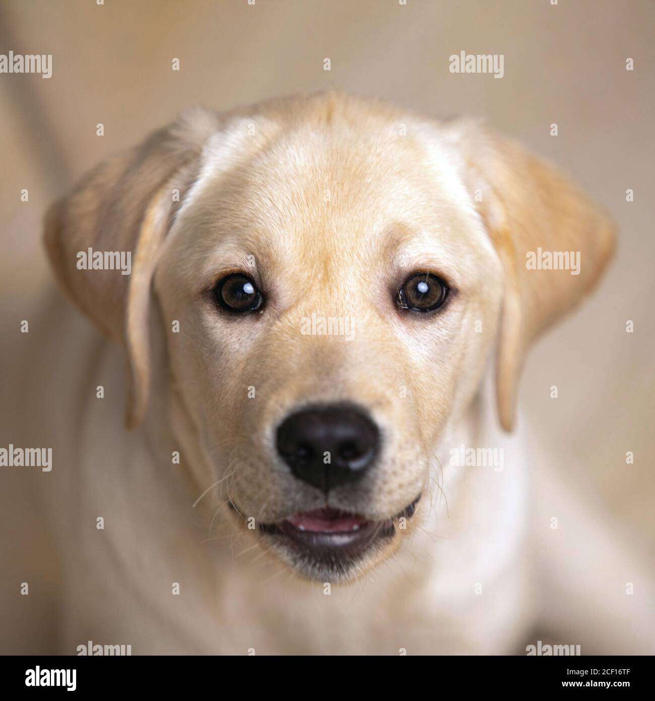 Labrador puppy eye to camera hi-res stock photography and images - Alamy