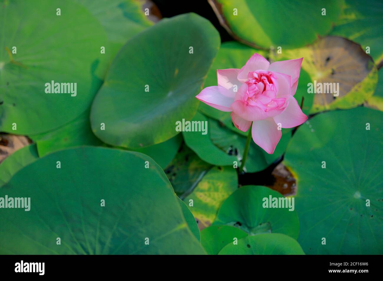 Red lotus bud image hi-res stock photography and images - Alamy