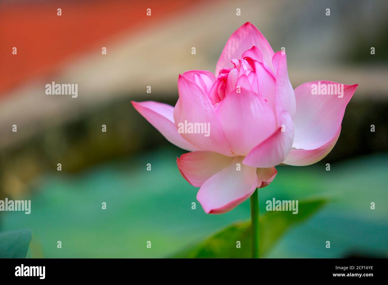 Red lotus bud image hi-res stock photography and images - Alamy