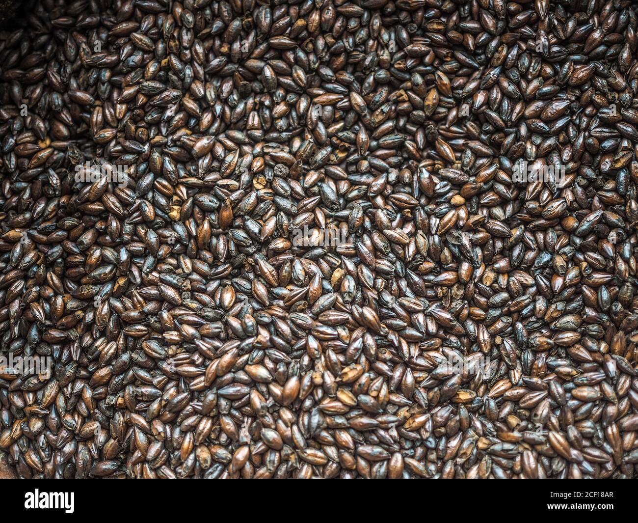 Pile of dried and roasted Barley Malt for brewing beer. Overhead shot ...