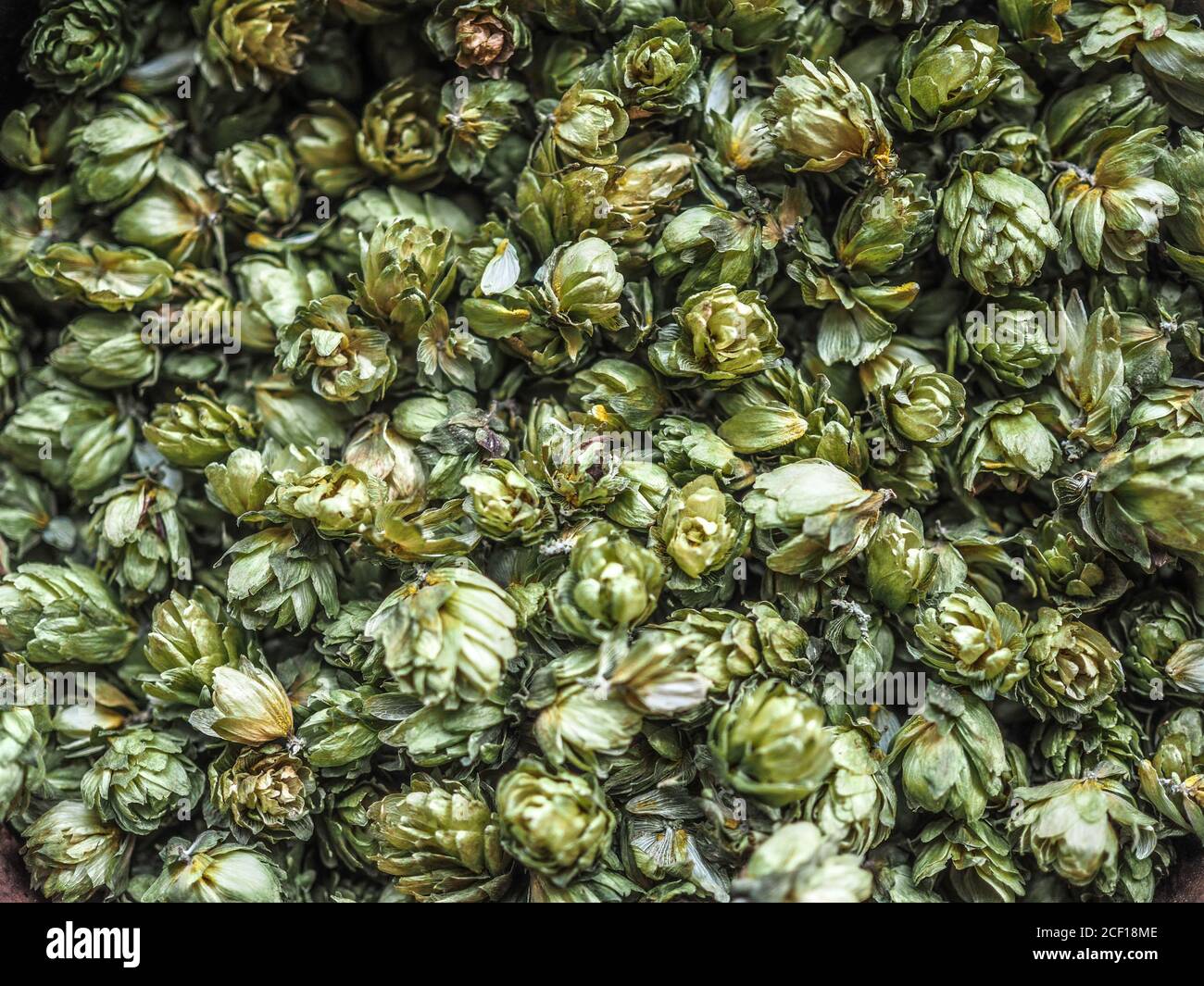 Pile of fresh green hops, ingredient for beer. Overhead shot Stock ...