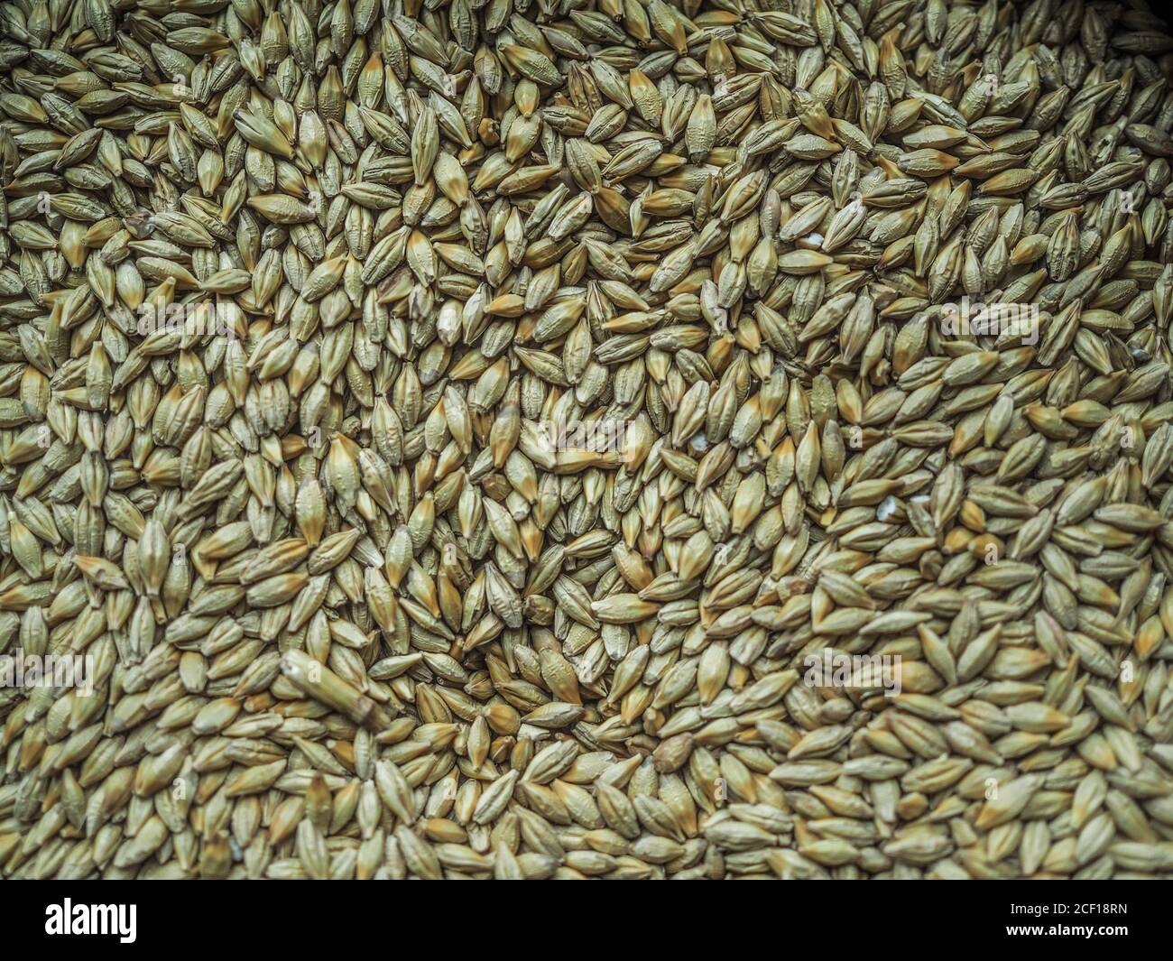 Pile of dried Barley Malt for brewing beer. Overhead shot Stock Photo ...