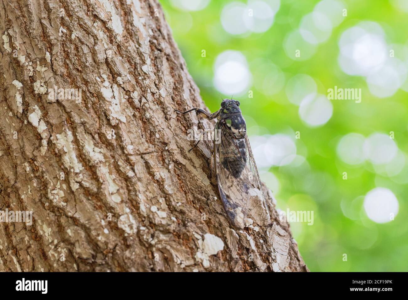 Cicada bug close up hi-res stock photography and images - Alamy