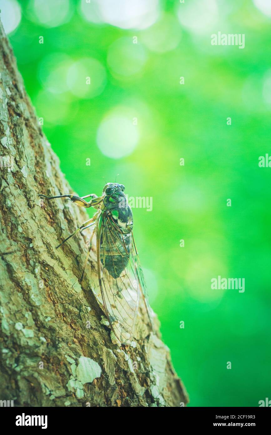 Cicada bug close up hi-res stock photography and images - Alamy