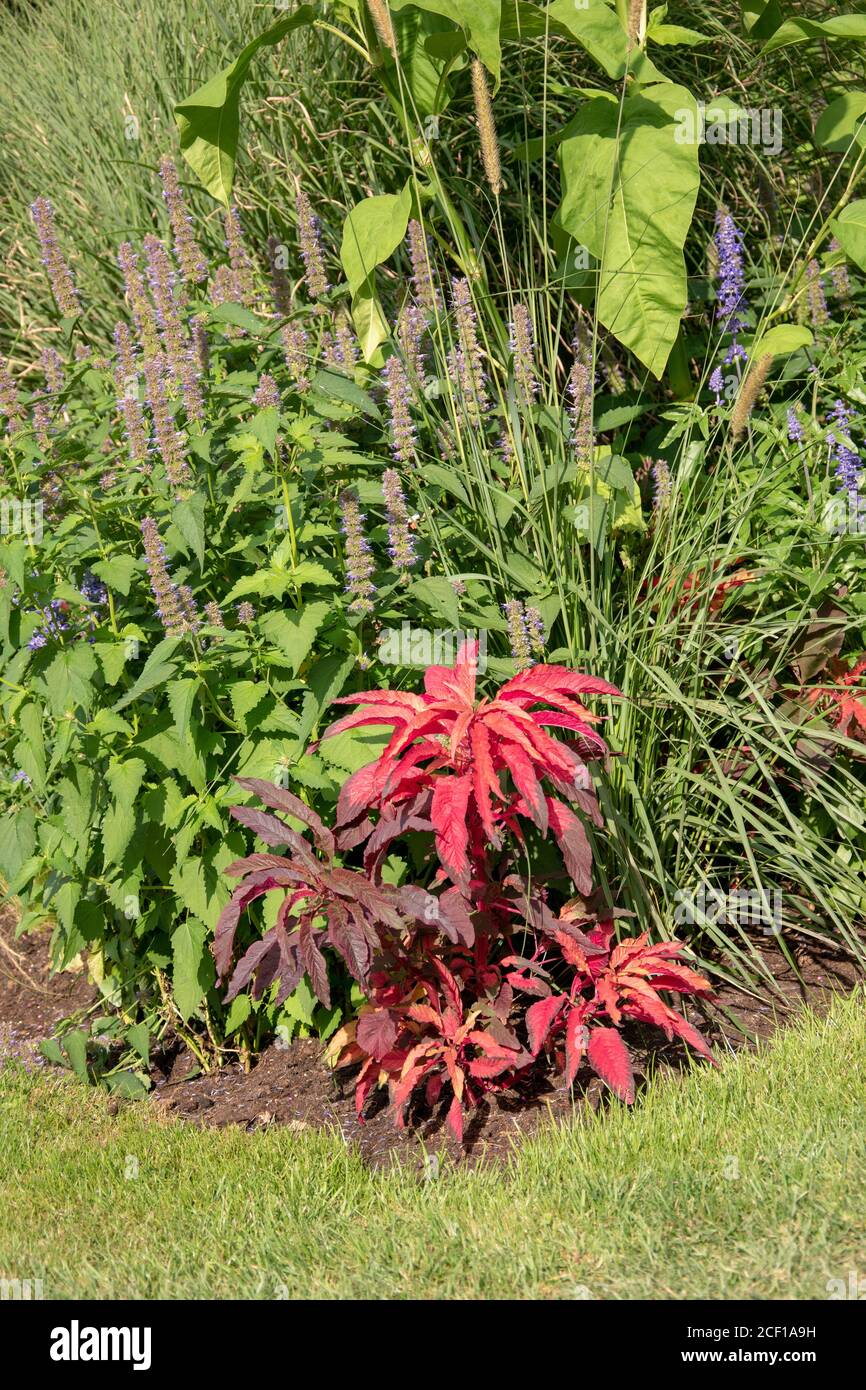 Amaranthus tricolor early splendor hi-res stock photography and images ...