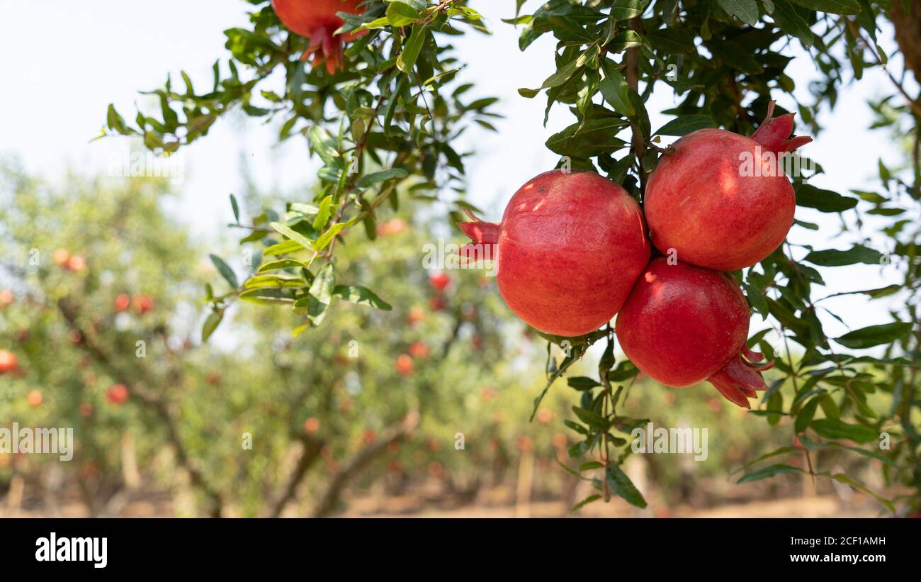Pomegranate tree plantation Stock Photo - Alamy
