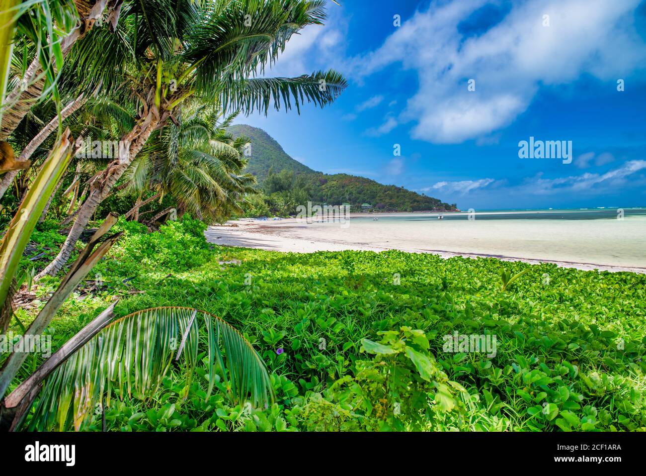 Palm trees along the shoreline, tropical island scenario Stock Photo ...