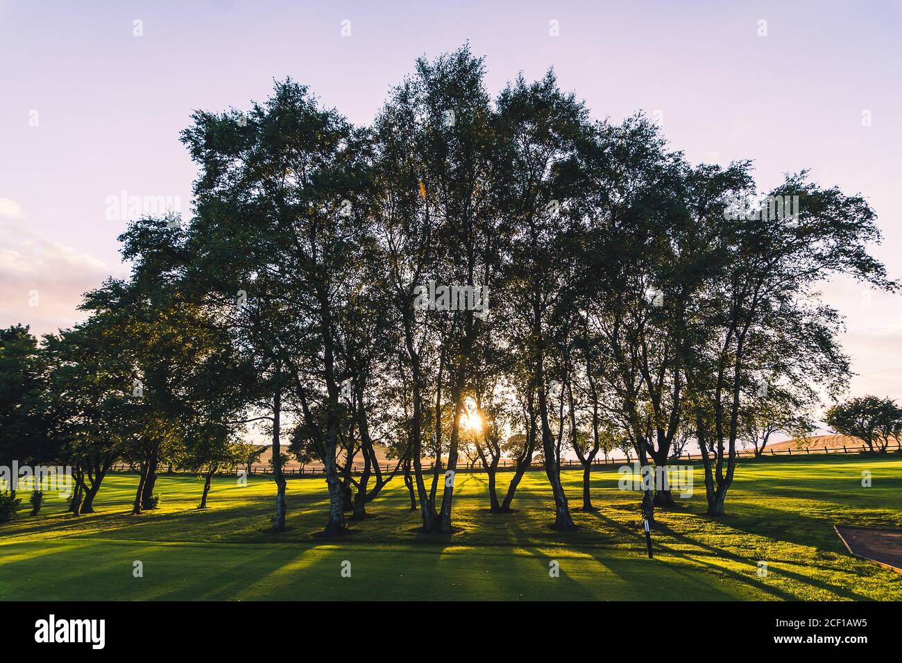 Stunning shot of the sunset through park trees Stock Photo - Alamy