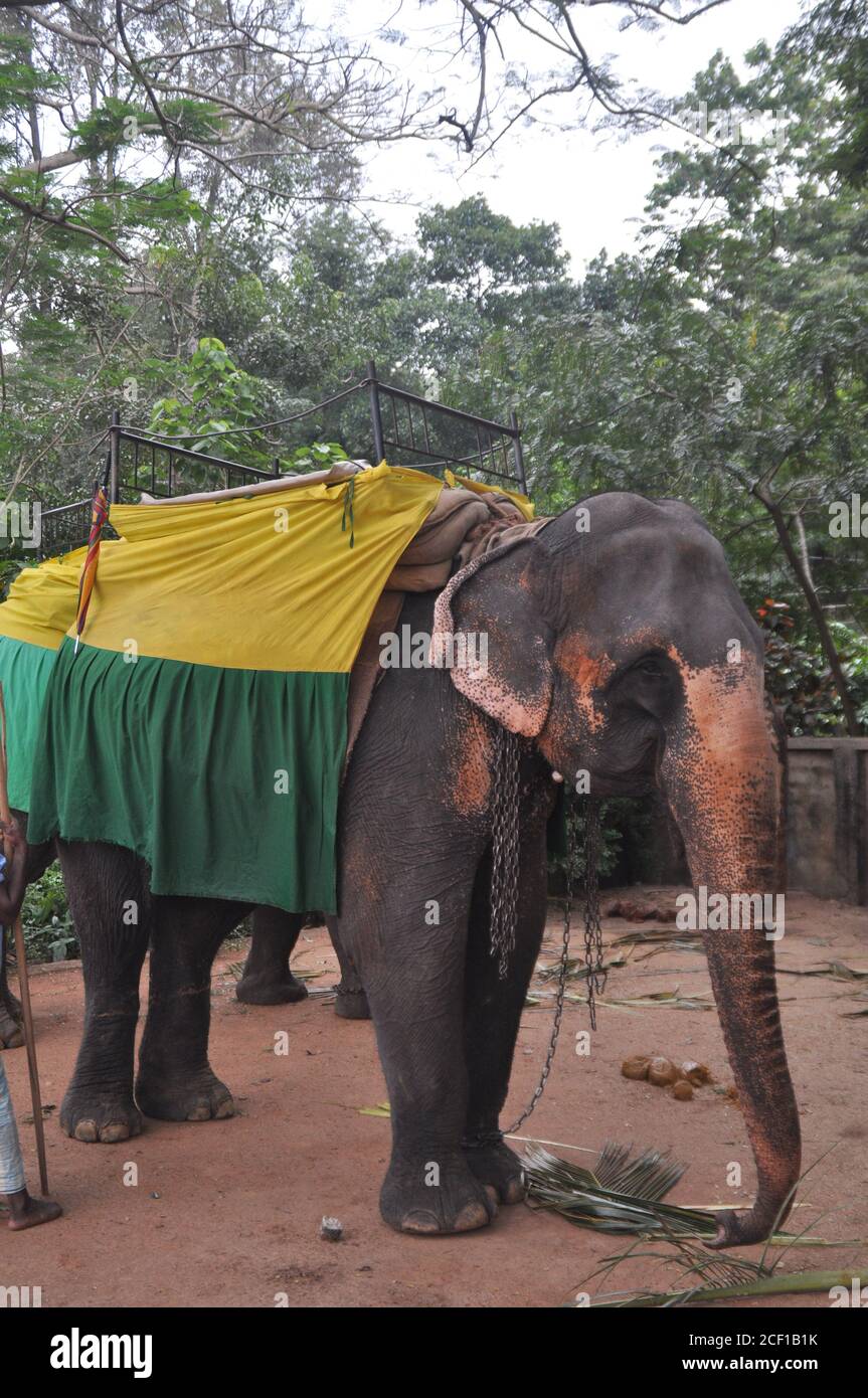 Giant elephant with chains Stock Photo - Alamy