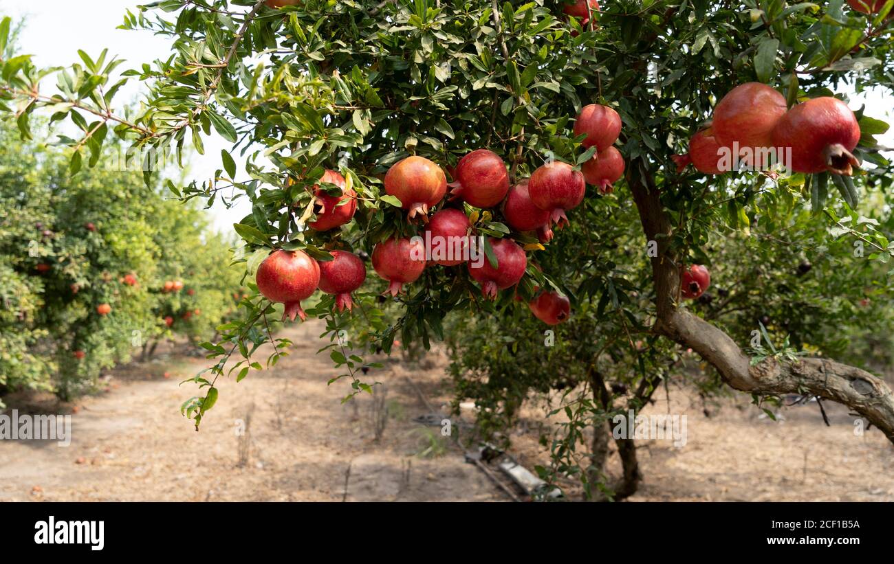 Pomegranate tree plantation Stock Photo - Alamy