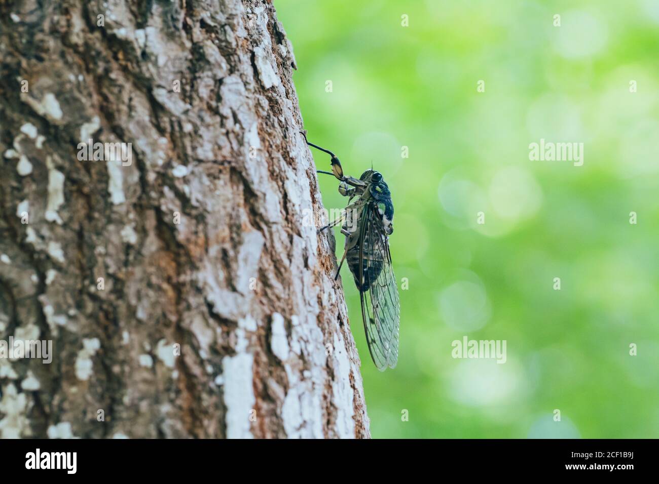 Macro close-up of an insect cicada outdoors on a tree Stock Photo - Alamy